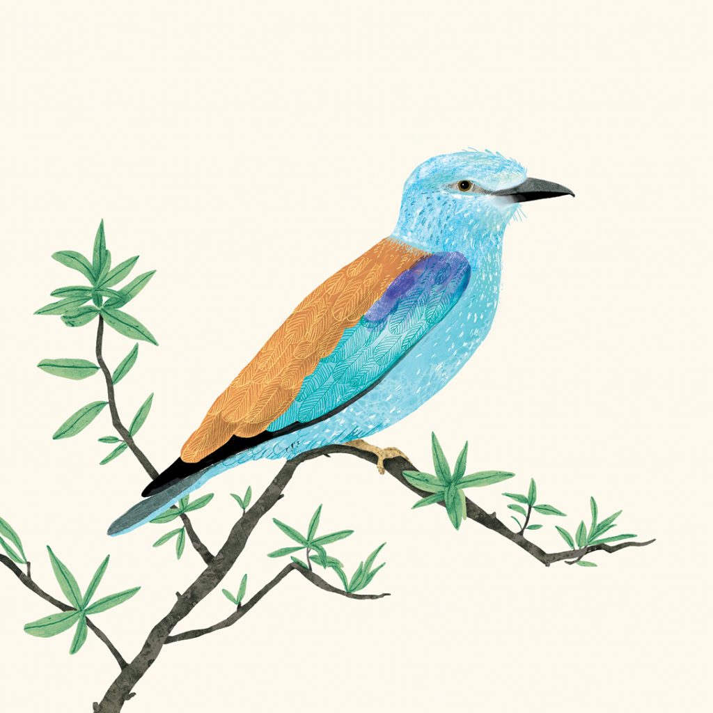 BirdLife Cyprus online shop – eShop